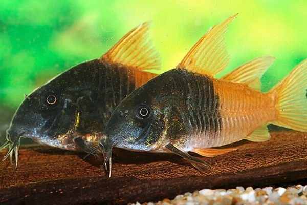 Discovering the CW217 “Two Tone” Concolor: A Hidden Gem from Rio Tomo ...